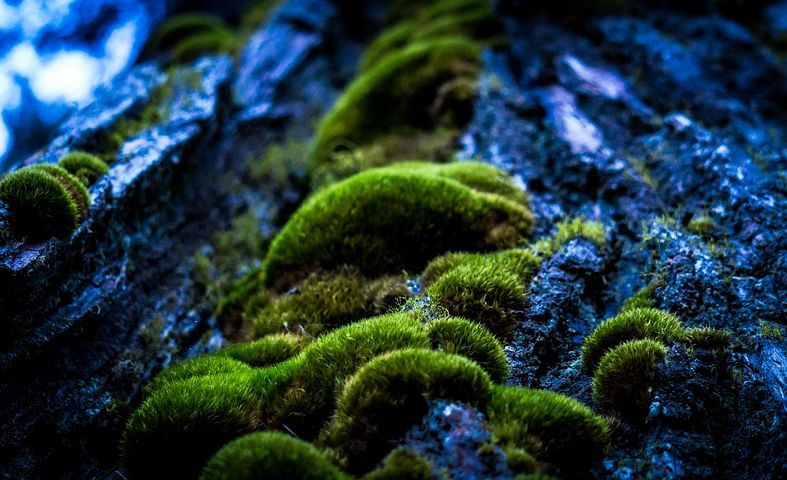 8,000+ Free Moss & Mushroom Images