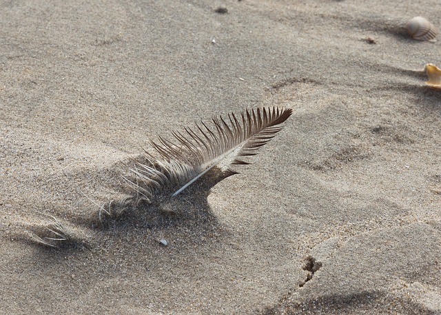 Feather Sand Wind - Free photo on Pixabay