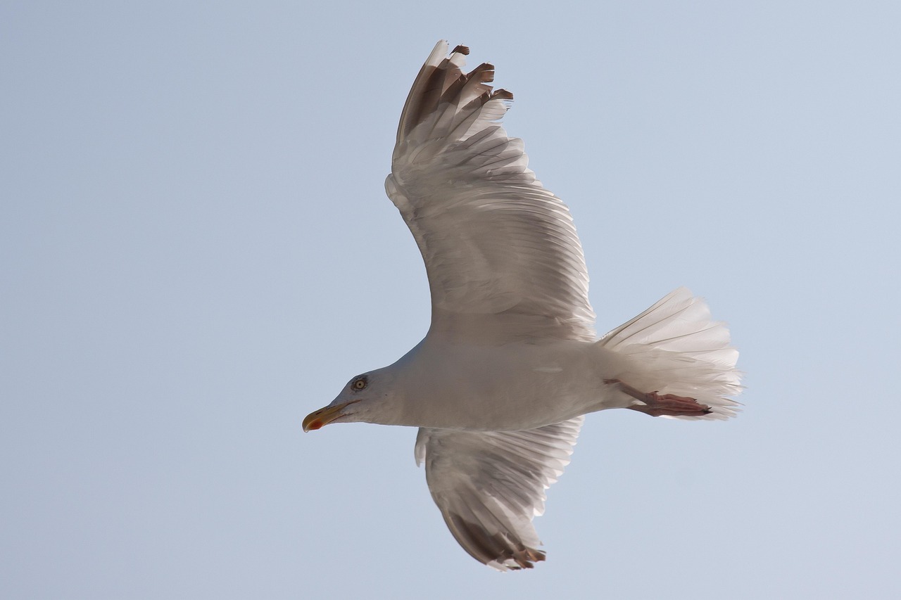 Gull Mirrors Vain - Free photo on Pixabay - Pixabay