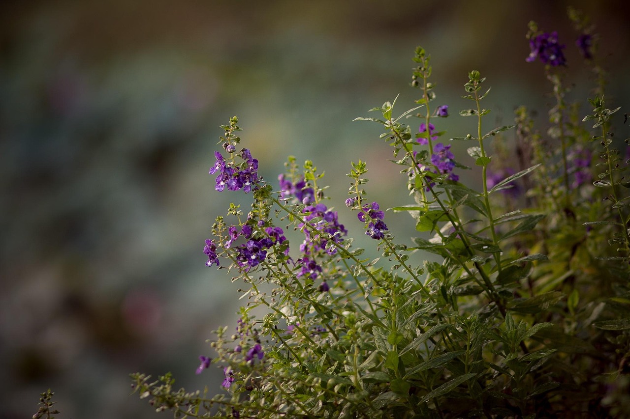 Flor Florecimiento Planta - Foto gratis en Pixabay - Pixabay