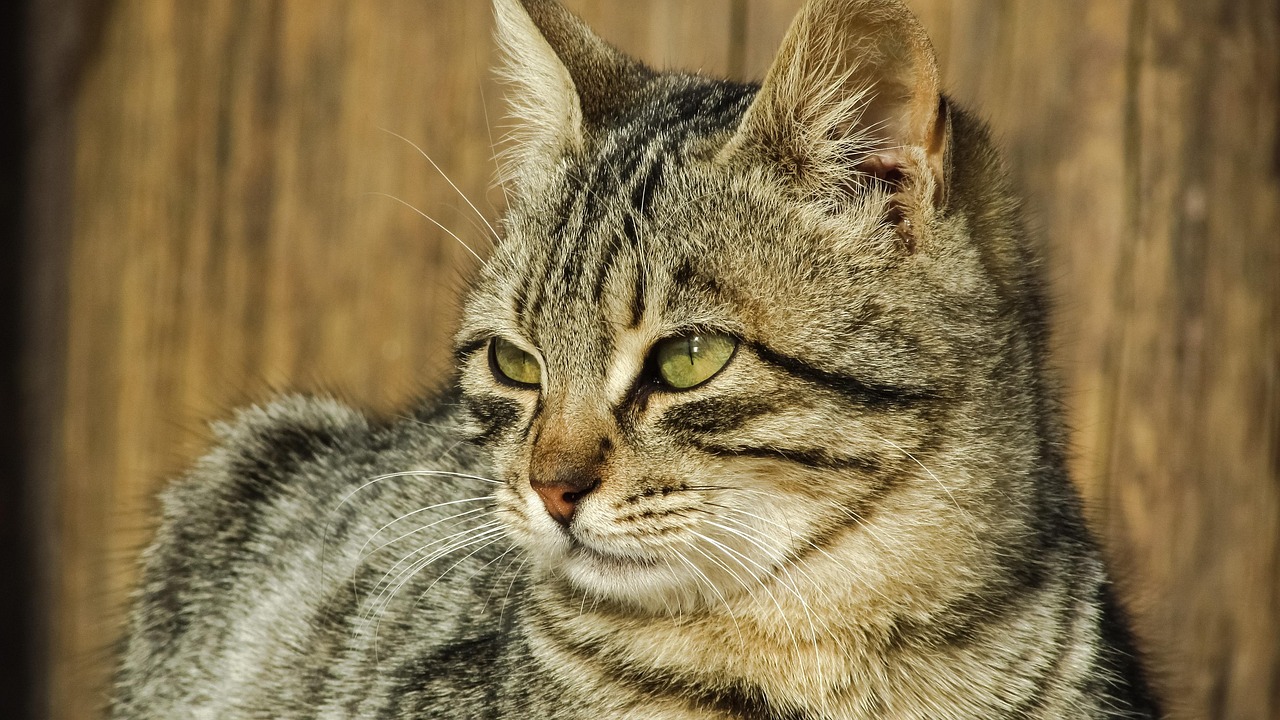 100+ Free Cool Cat & Cat Images - Pixabay