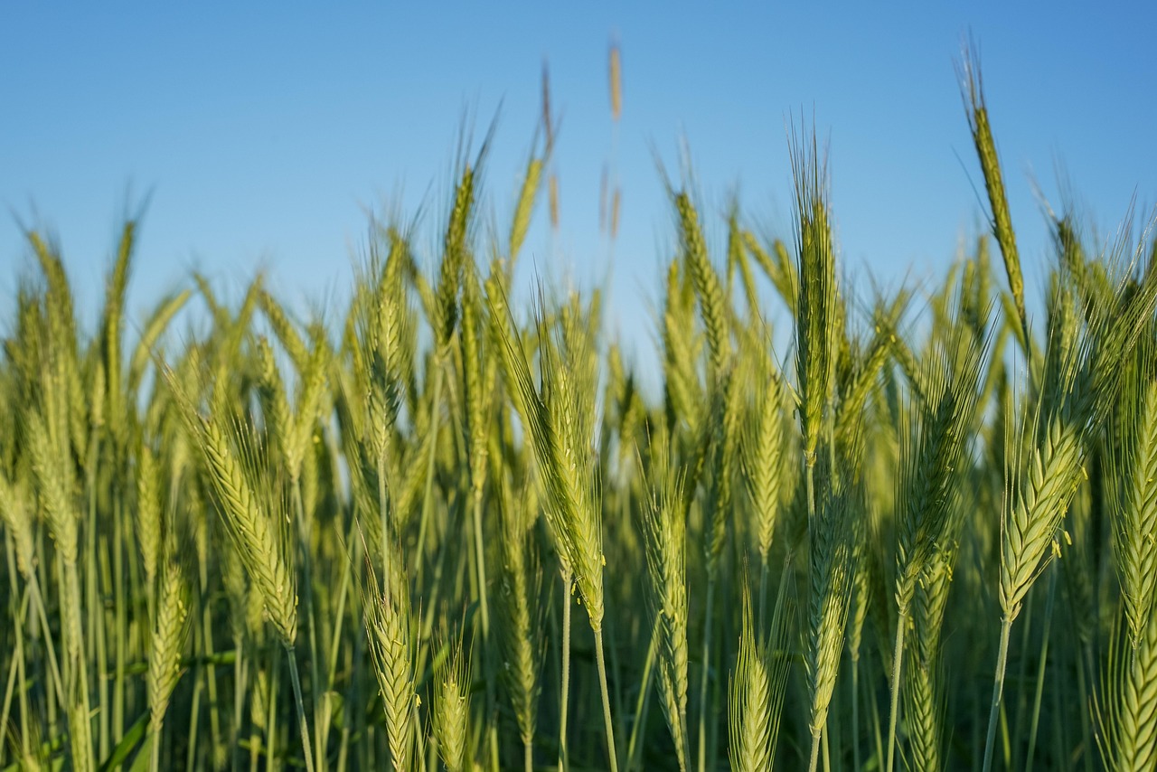 Agriculture Barley Crops - Free photo on Pixabay - Pixabay