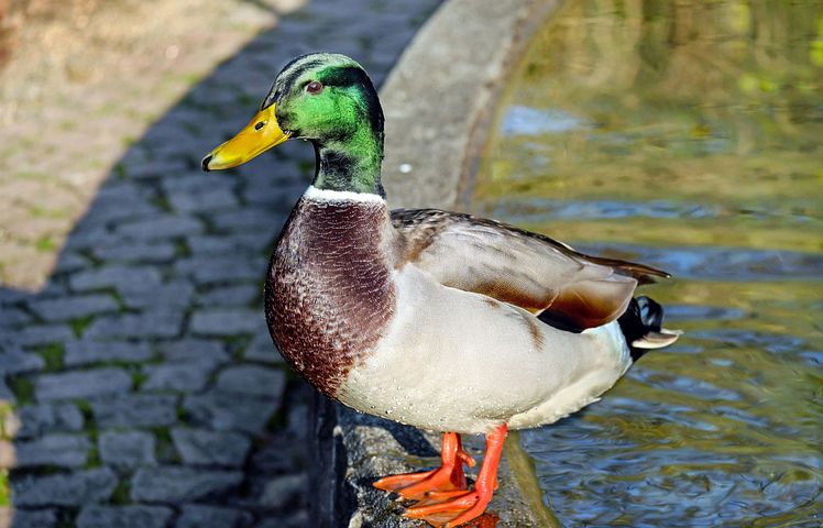 1,000+ Free Drake & Duck Images