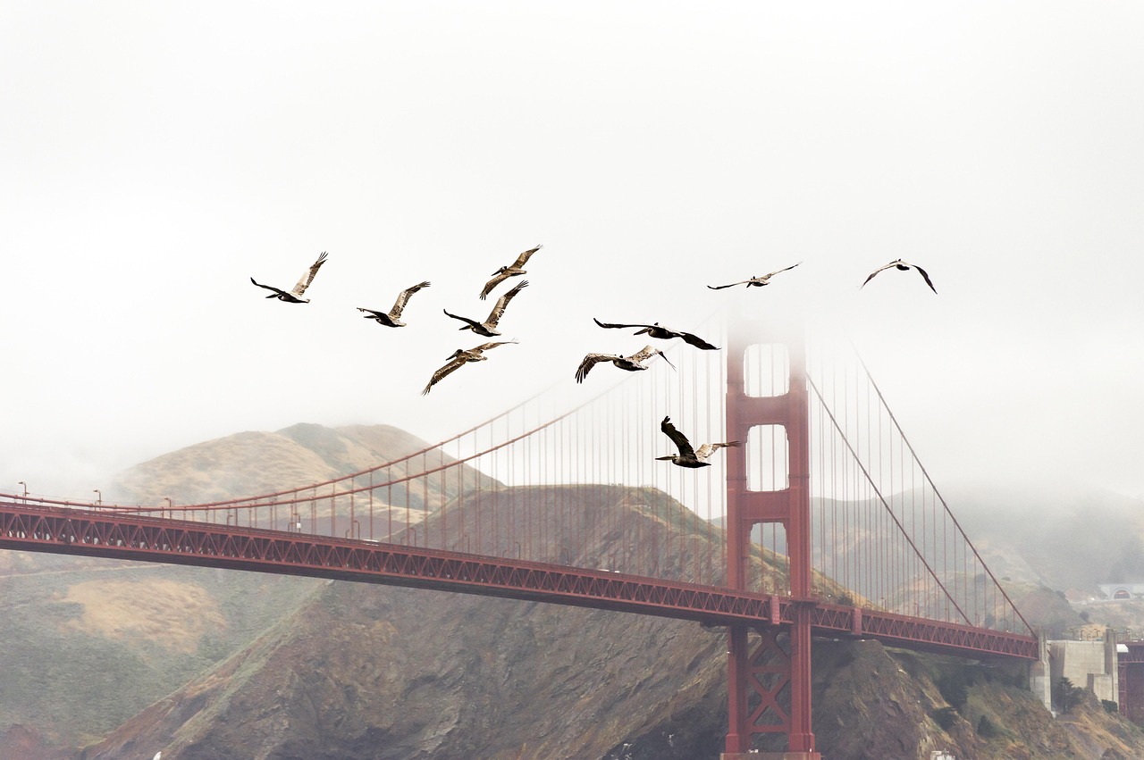 Birds Bridge Flight - Free photo on Pixabay - Pixabay
