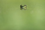 45 Beady-eyed Synonyms. Similar words for Beady-eyed.