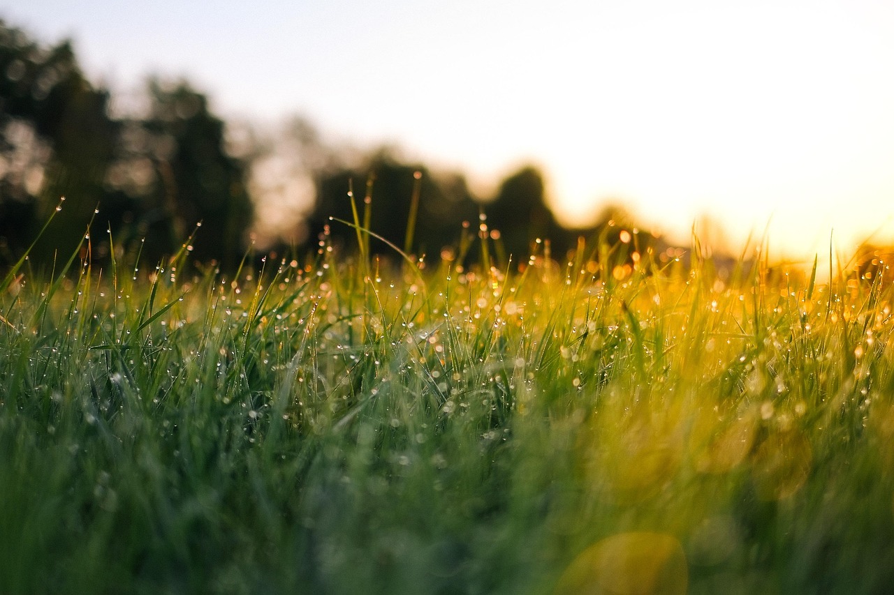 Depth Of Field Dew - Free photo on Pixabay - Pixabay