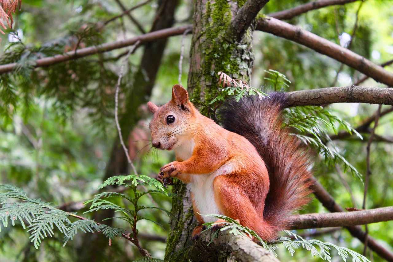 Animal Squirrel Rodent - Free photo on Pixabay