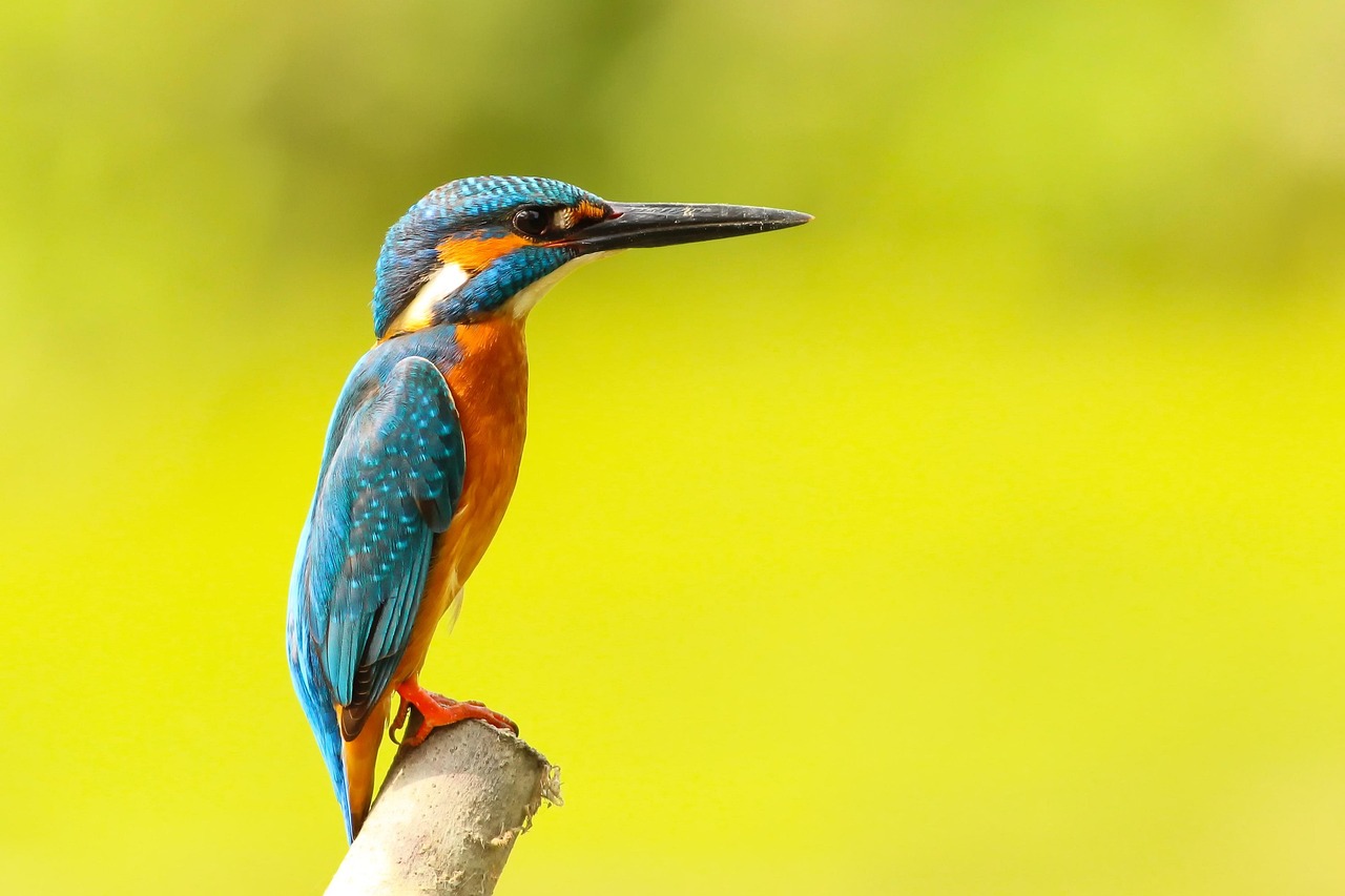 Kingfisher Animal Avian - Free photo on Pixabay