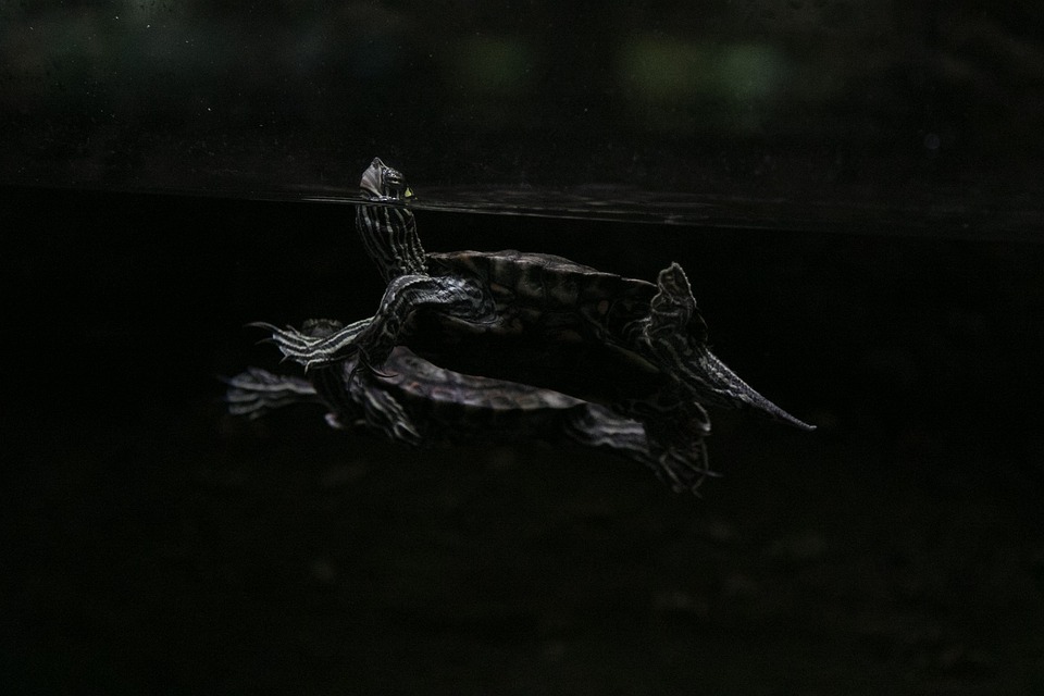 Animal Lac Reptiles - Photo gratuite sur Pixabay - Pixabay