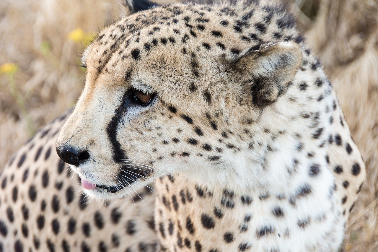 Animal Big Cat Carnivore - Free photo on Pixabay - Pixabay