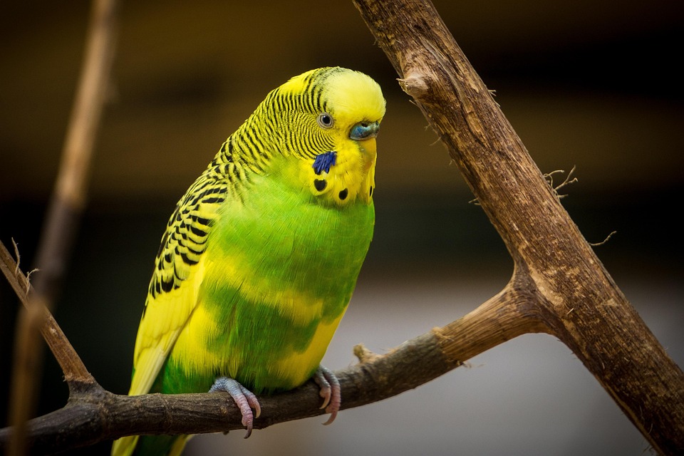 Bird Love Perched - Free photo on Pixabay - Pixabay