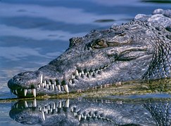 Gavial Gharial Alligator - Free photo on Pixabay