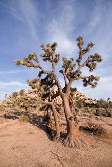 Joshua Tree National Park Desert - Free photo on Pixabay