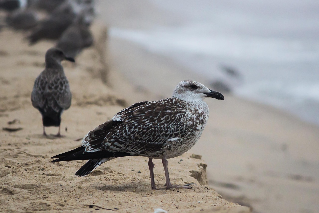 Animales Aviar Playa - Foto gratis en Pixabay - Pixabay