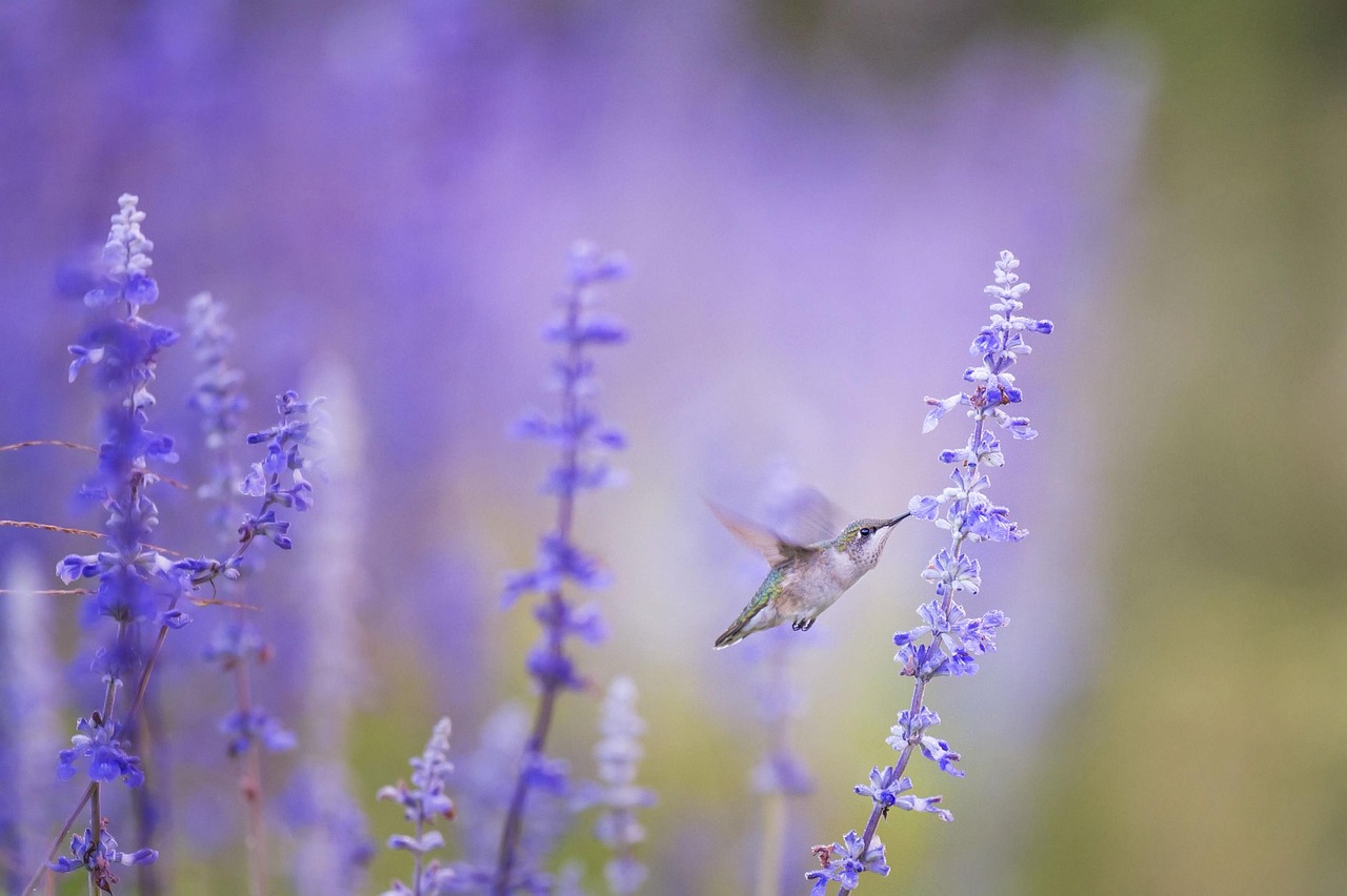 Más de 500 000 imágenes gratis de Flores Colibri y Colibrí - Pixabay