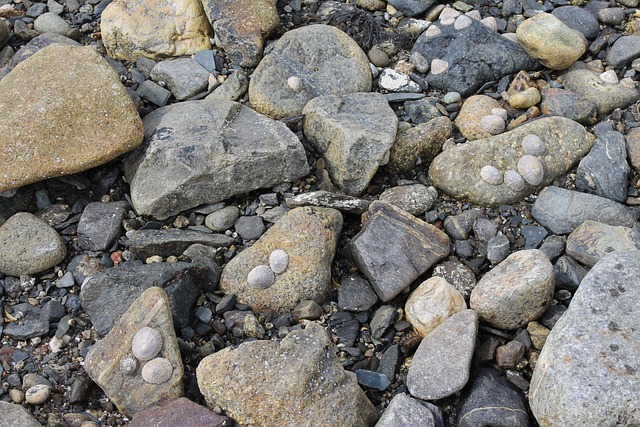 Rocks Sea Shells - Free photo on Pixabay