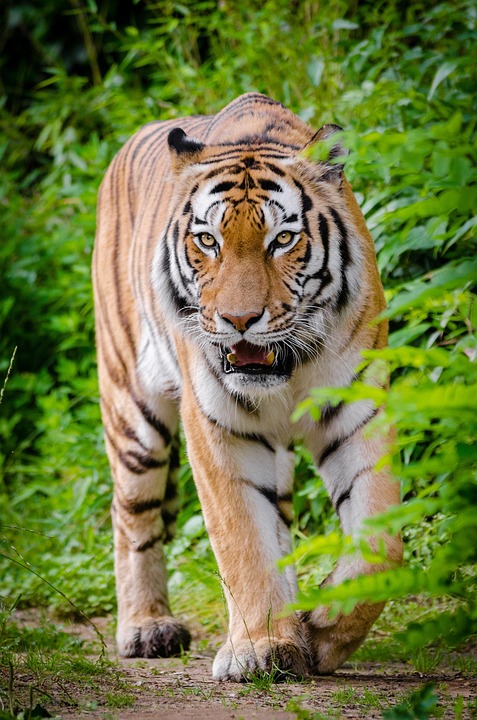 Animal Gros Chat Carnivore - Photo gratuite sur Pixabay - Pixabay