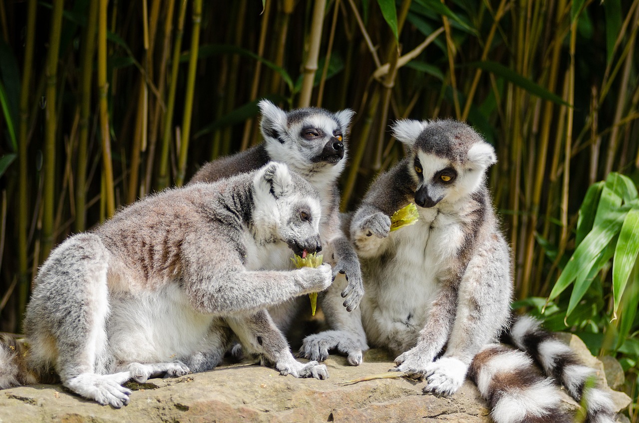 Animal Bambú Linda - Foto gratis en Pixabay - Pixabay