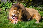 More 880 Ferocious Synonyms. Similar words for Ferocious.