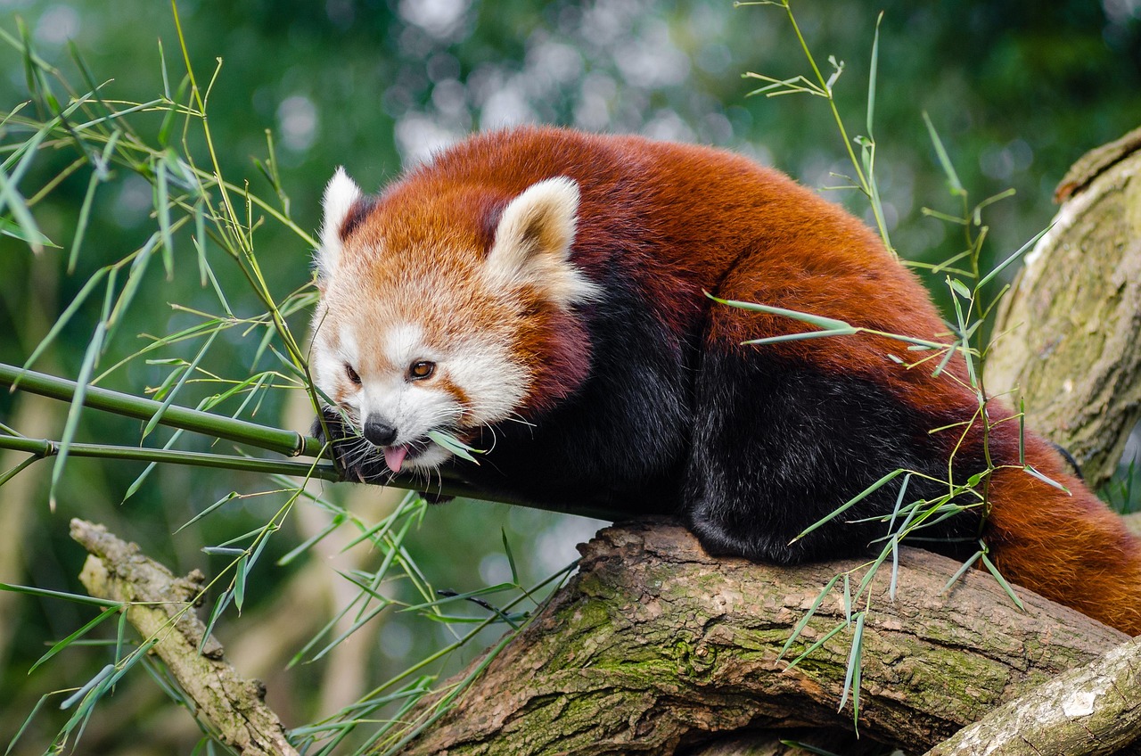 Satwa Imut Panda Merah - Foto gratis di Pixabay - Pixabay
