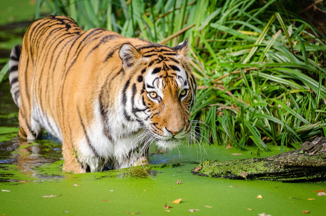 Animal Gros Chat Carnivore - Photo gratuite sur Pixabay - Pixabay