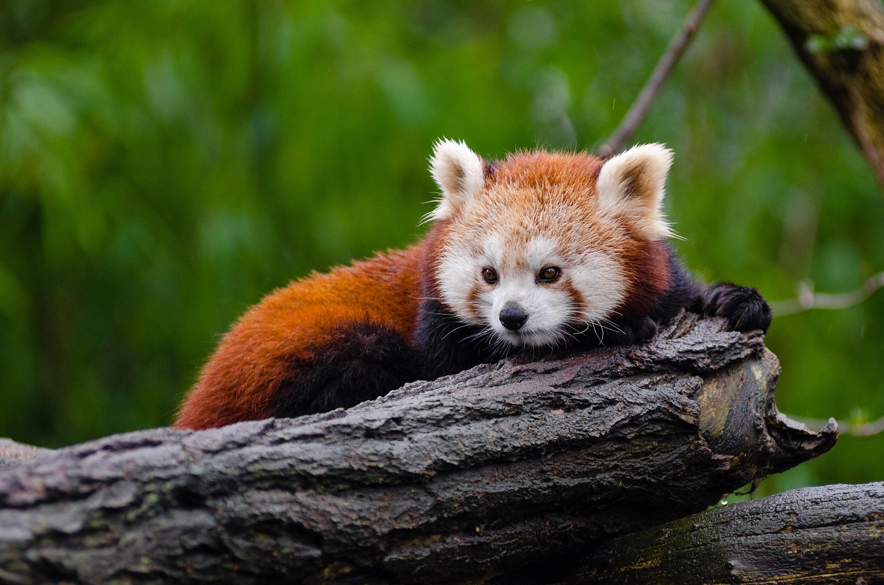 Animal Close-Up Cute - Free photo on Pixabay
