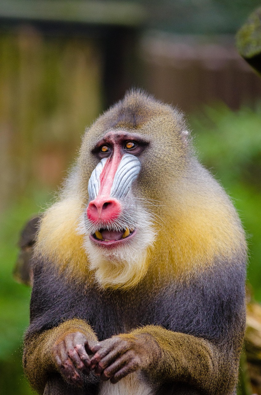 Animal Close-Up Cute - Free photo on Pixabay - Pixabay