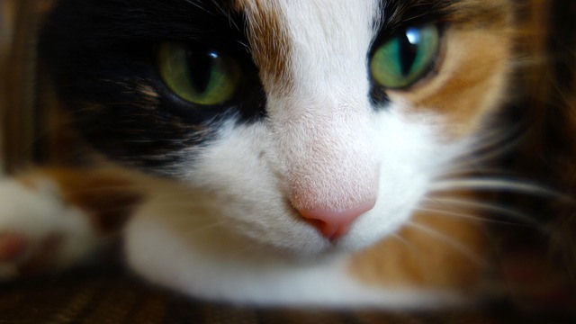 Gatos Cat Pet Gato - Foto gratis en Pixabay - Pixabay