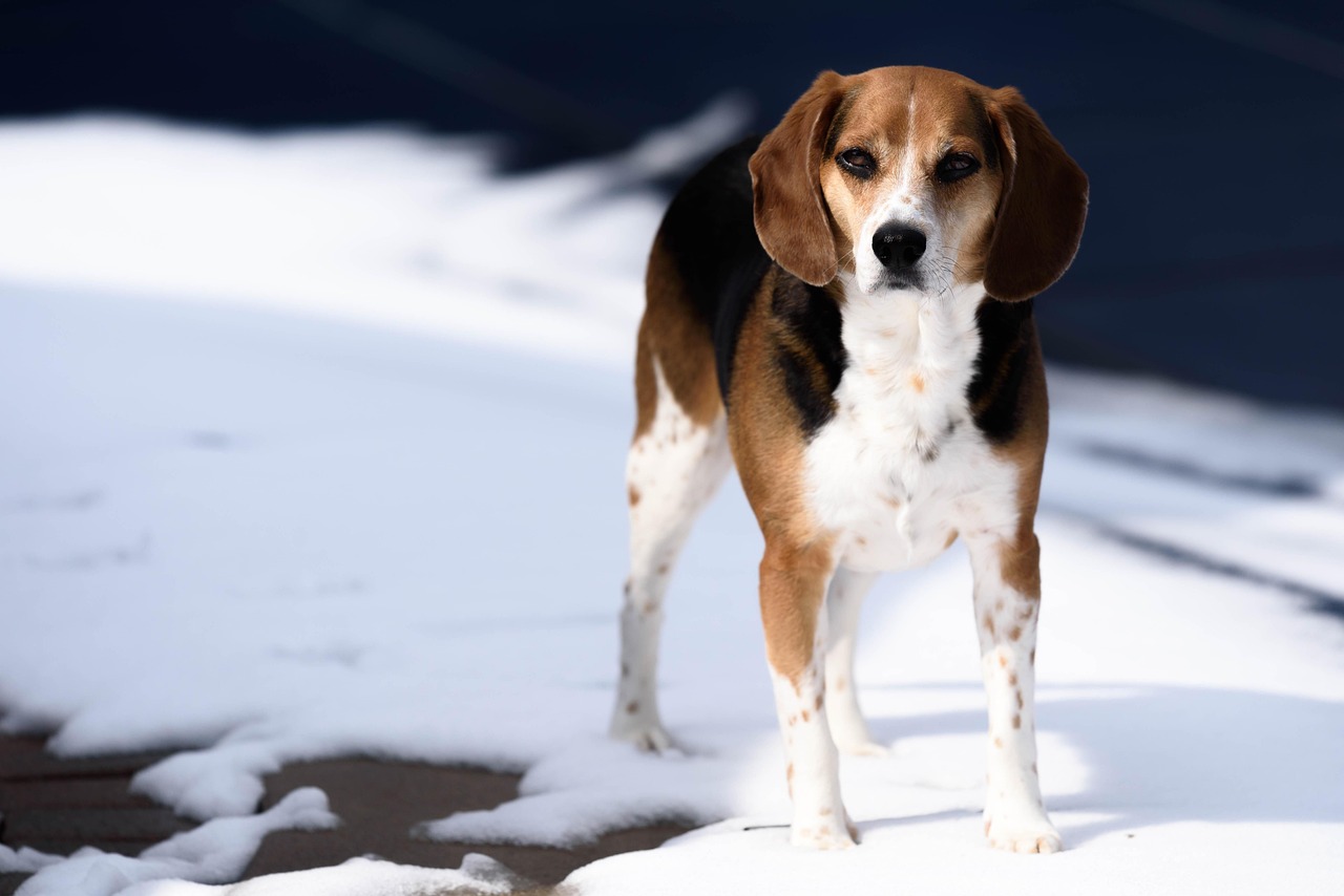 Trett Hund Utklipp Over 10000 Lat Dyr Og Dyr Vektorer Pixabay