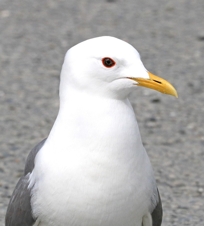 Animal Avian Bird - Free photo on Pixabay - Pixabay