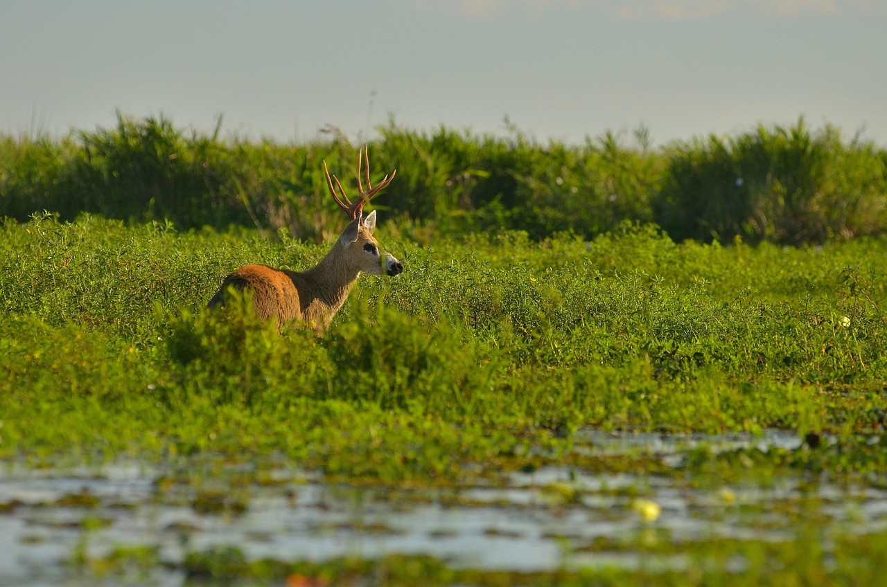 Animal Antlers Deer - Free photo on Pixabay