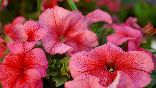 3 000+ kostnadsfria bilder med Blombuketter och Blombukett - Pixabay