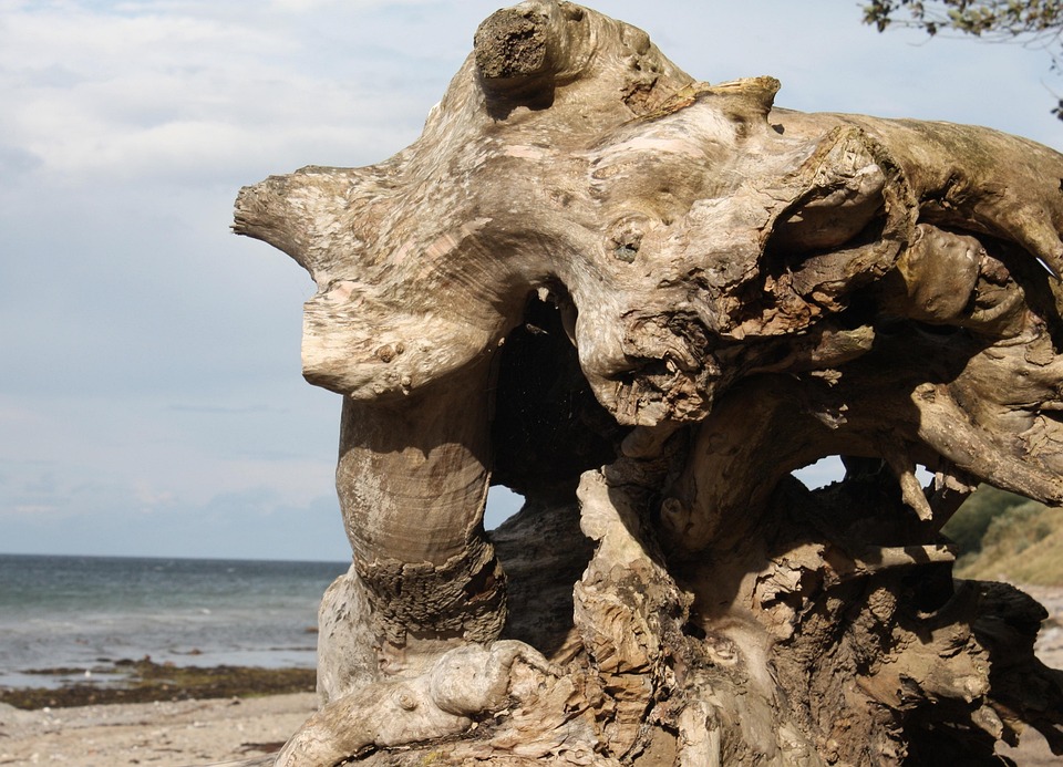 Tree Withers Baltic Sea - Free photo on Pixabay - Pixabay