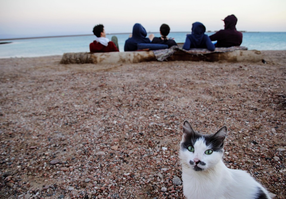 Cat Watch Sea - Free photo on Pixabay - Pixabay