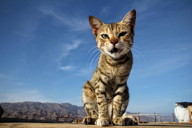Cat Close Up Domestic Animal - Free photo on Pixabay - Pixabay