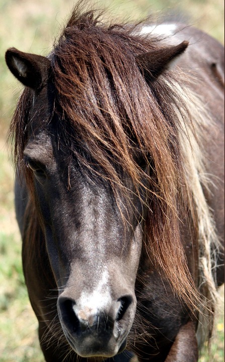 Caballo Animal Semental - Foto gratis en Pixabay - Pixabay