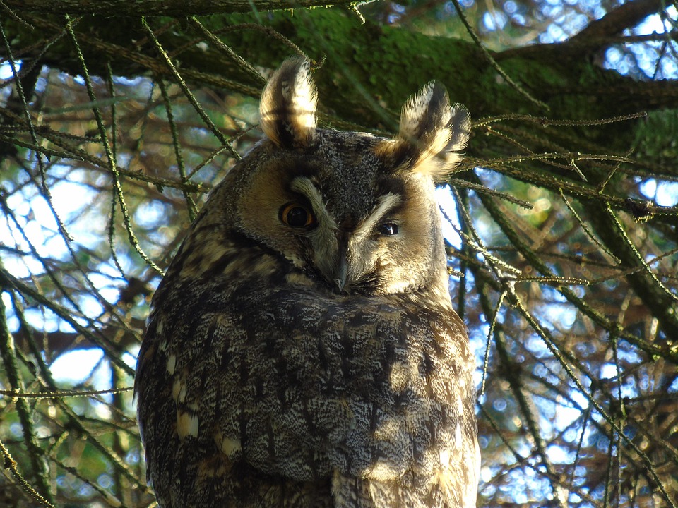 Hibou Euh Bubo - Photo gratuite sur Pixabay