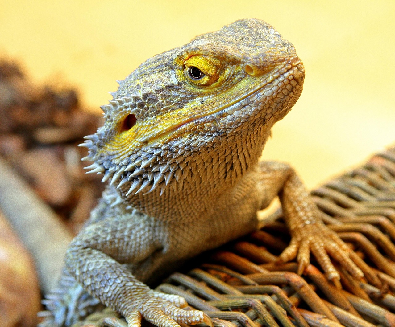 Bearded Dragon Reptile - Free photo on Pixabay - Pixabay