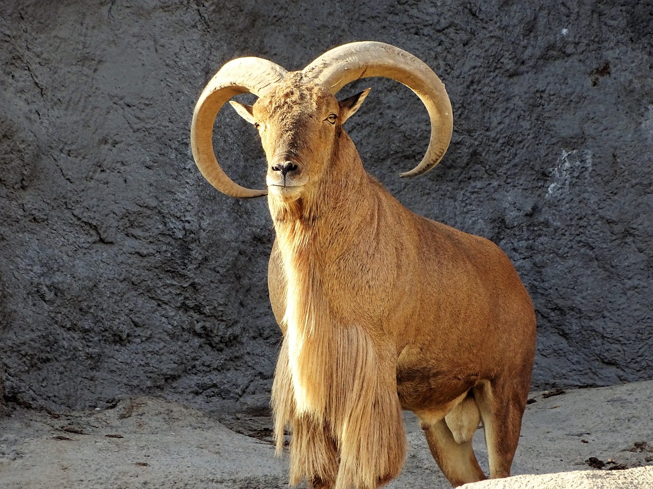 Cabra Selvagem Animal - Foto gratuita no Pixabay - Pixabay