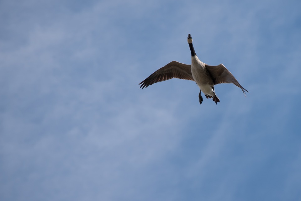Goose Flying From The Bottom Wild - Free photo on Pixabay - Pixabay