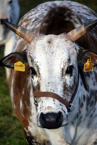 40+ Free Zebu & Gujarat Photos - Pixabay