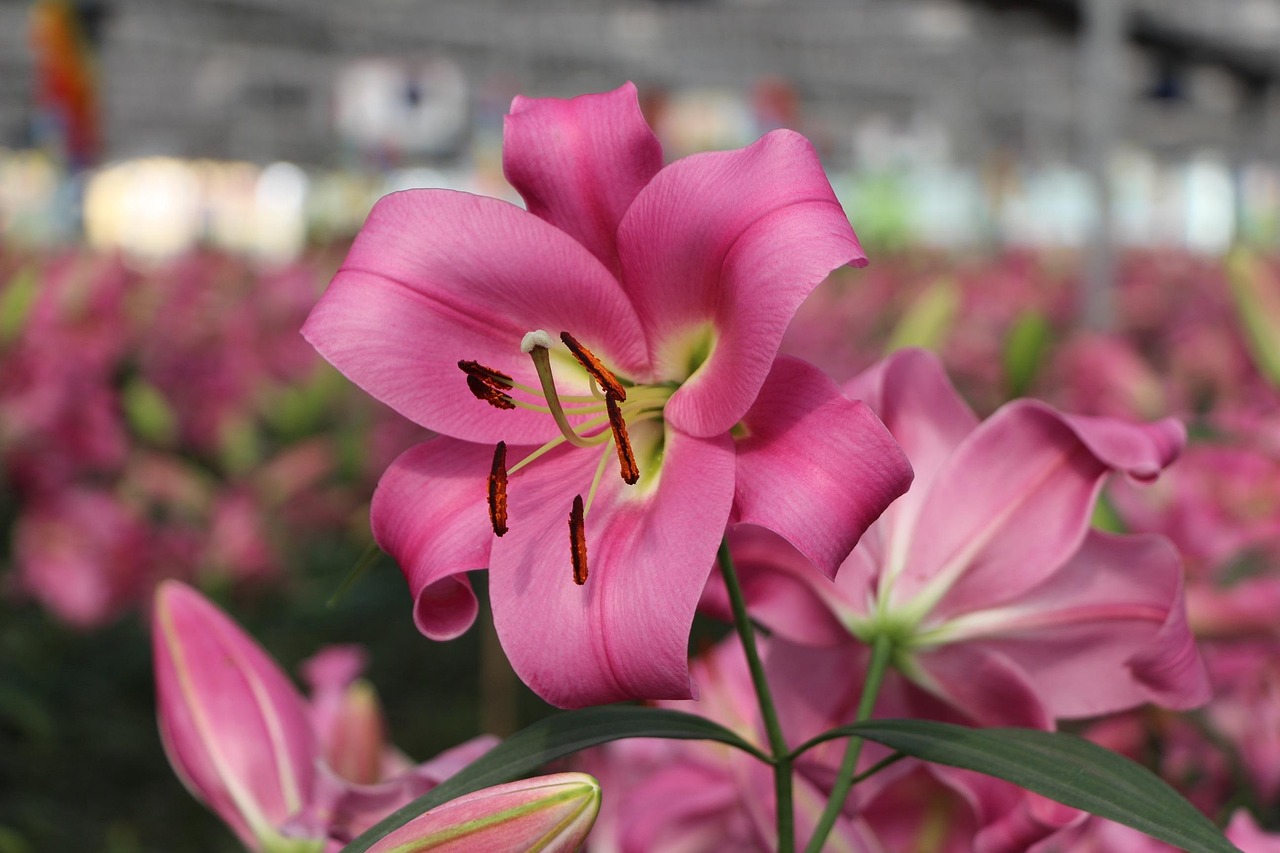 Schön Brilliant Blumen Eli Lilly - Kostenloses Foto auf Pixabay