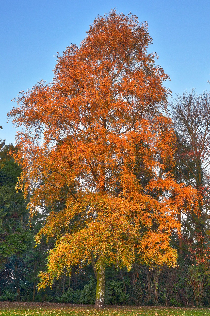Abedul Otoño Árbol - Foto gratis en Pixabay - Pixabay