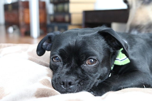 Perros Chihuahua Mascota - Foto gratis en Pixabay - Pixabay