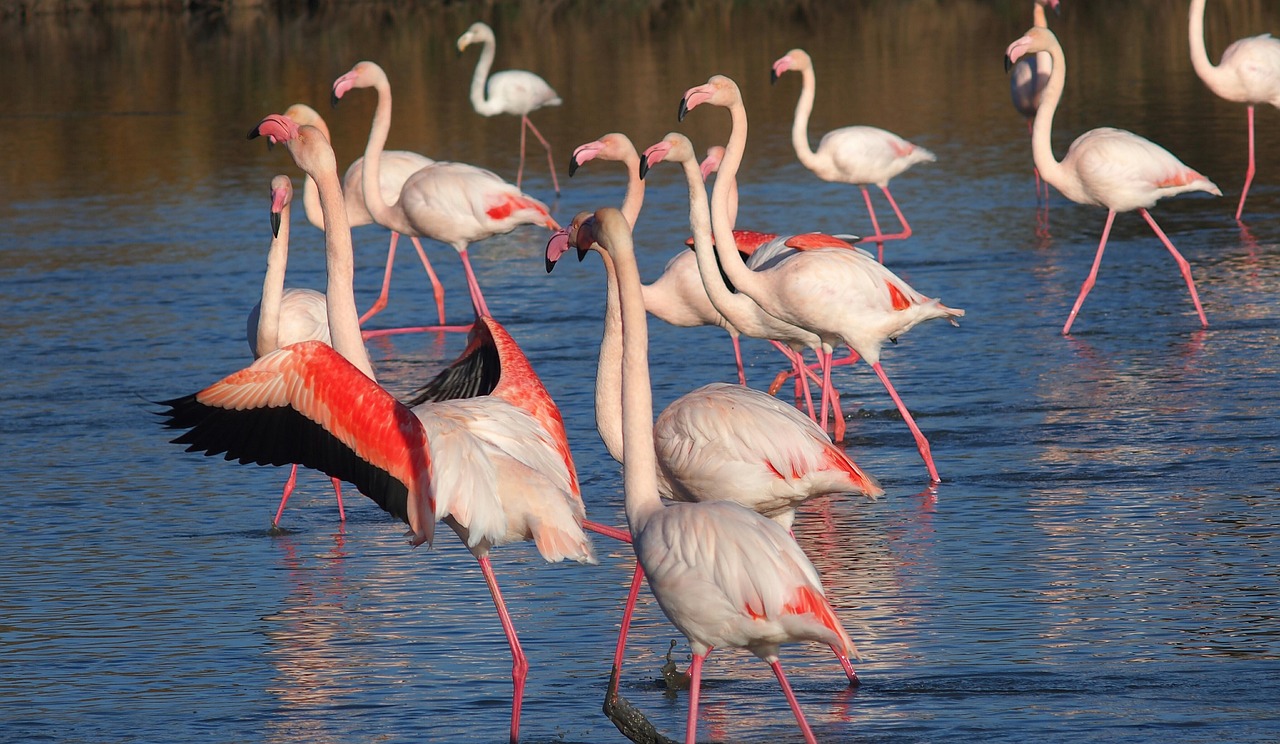 Flamants Roses Nature Animaux - Photo gratuite sur Pixabay - Pixabay