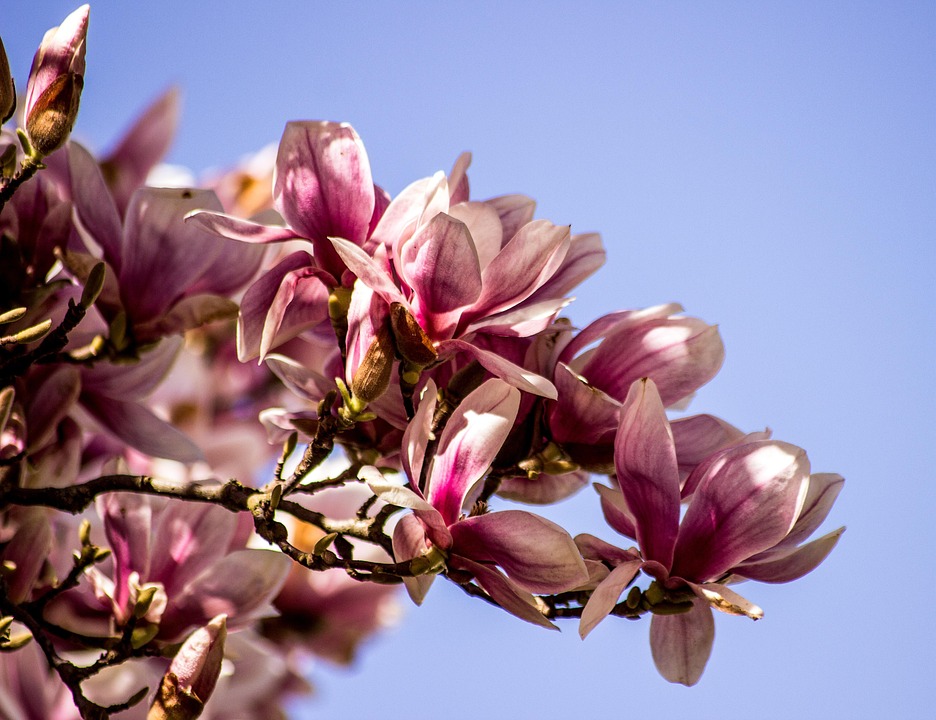 Magnolias Flower Blossom - Free photo on Pixabay - Pixabay