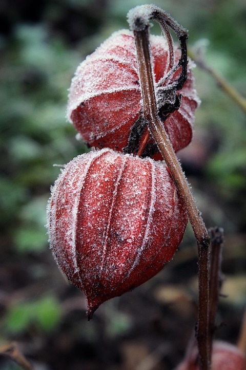 Fleur De Lampion Physalis Crème - Photo gratuite sur Pixabay