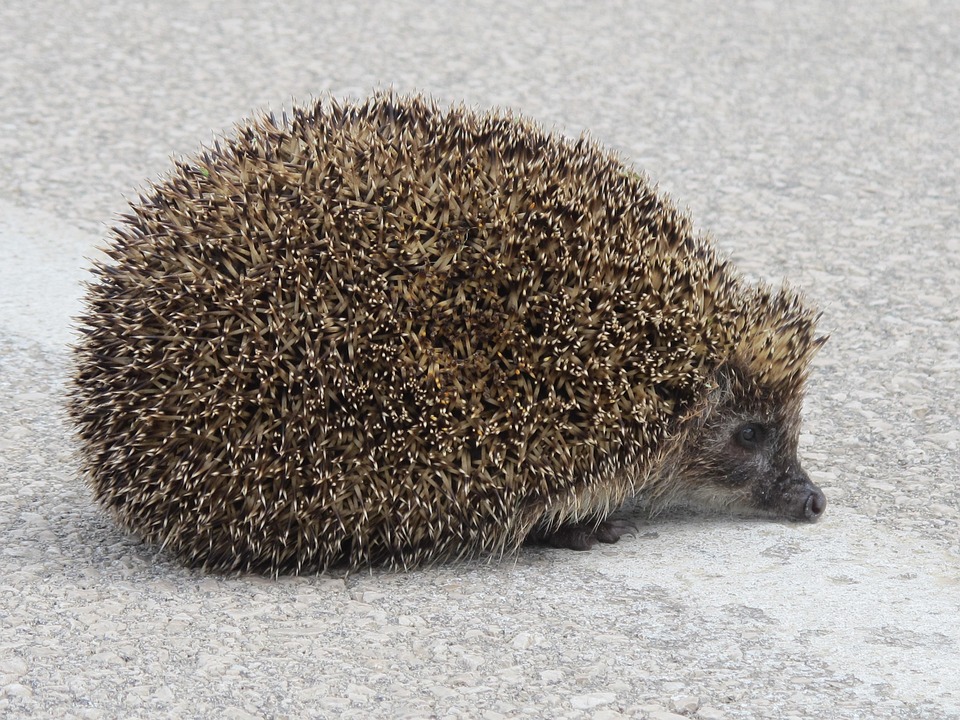 Hedgehog Animal - Free photo on Pixabay - Pixabay