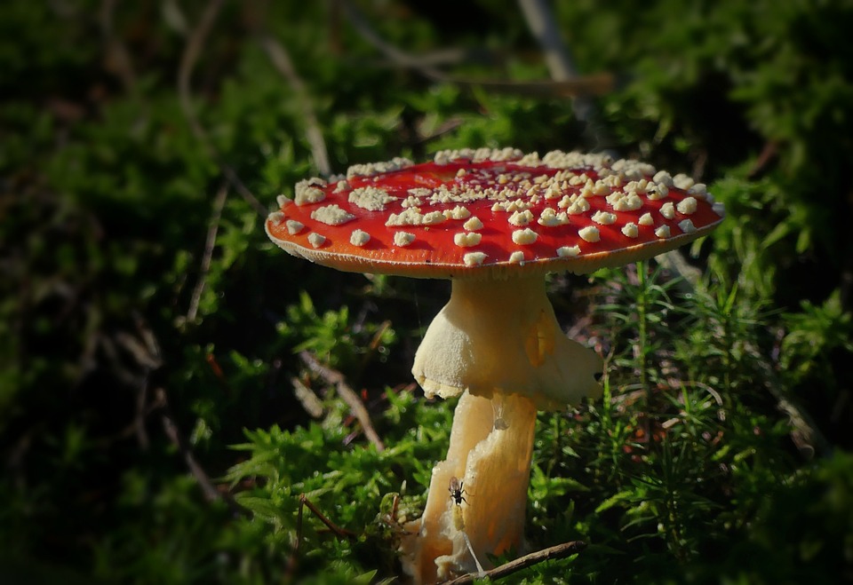Toadstool Mushroom Poisonous - Free photo on Pixabay