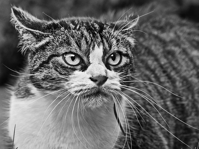 100+ Free Angry Cat & Angry Images - Pixabay